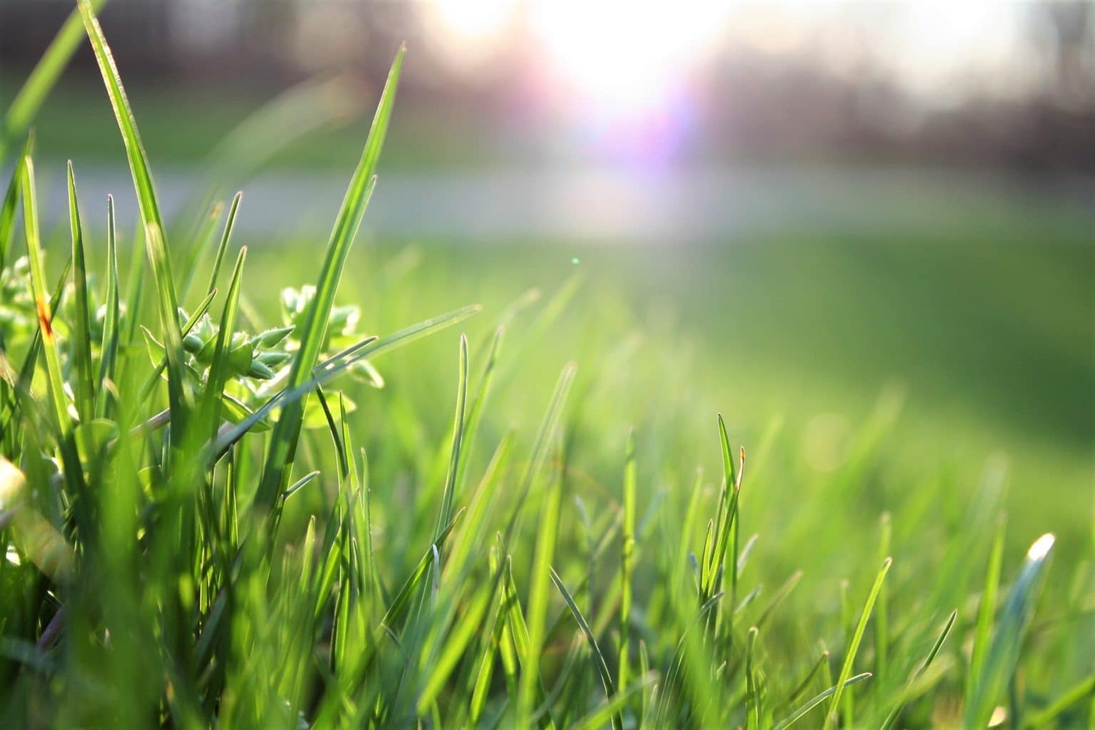 3 Common Grasses Residents Grow in Michigan | Spartan Irrigation